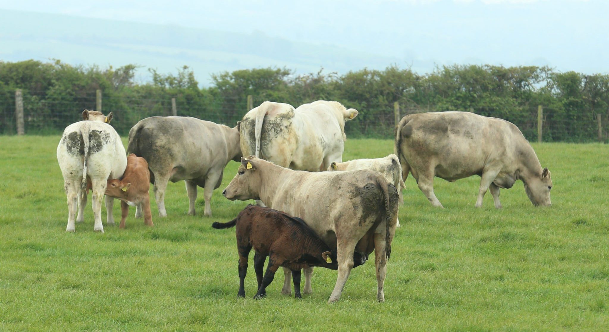 Beef & Sheep Update 11th April - Irish Farmers' Association