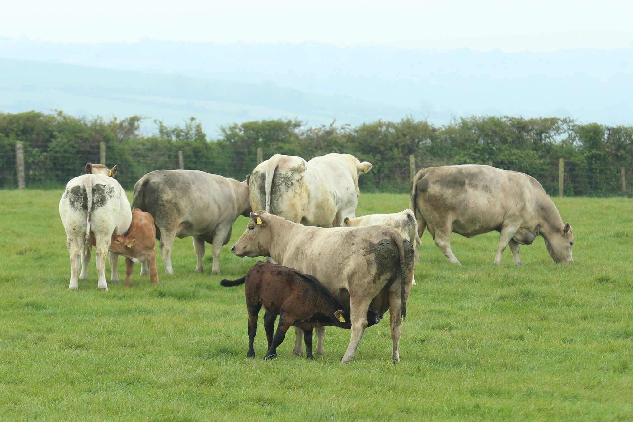 New €90 Per Cow BEEP Scheme Important Support for Suckler Cows - Irish ...