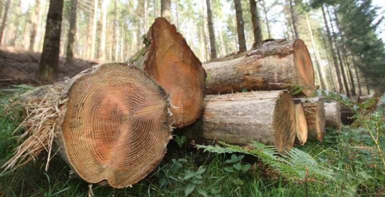 Establishment of Forest Certification Board a Positive Development ...