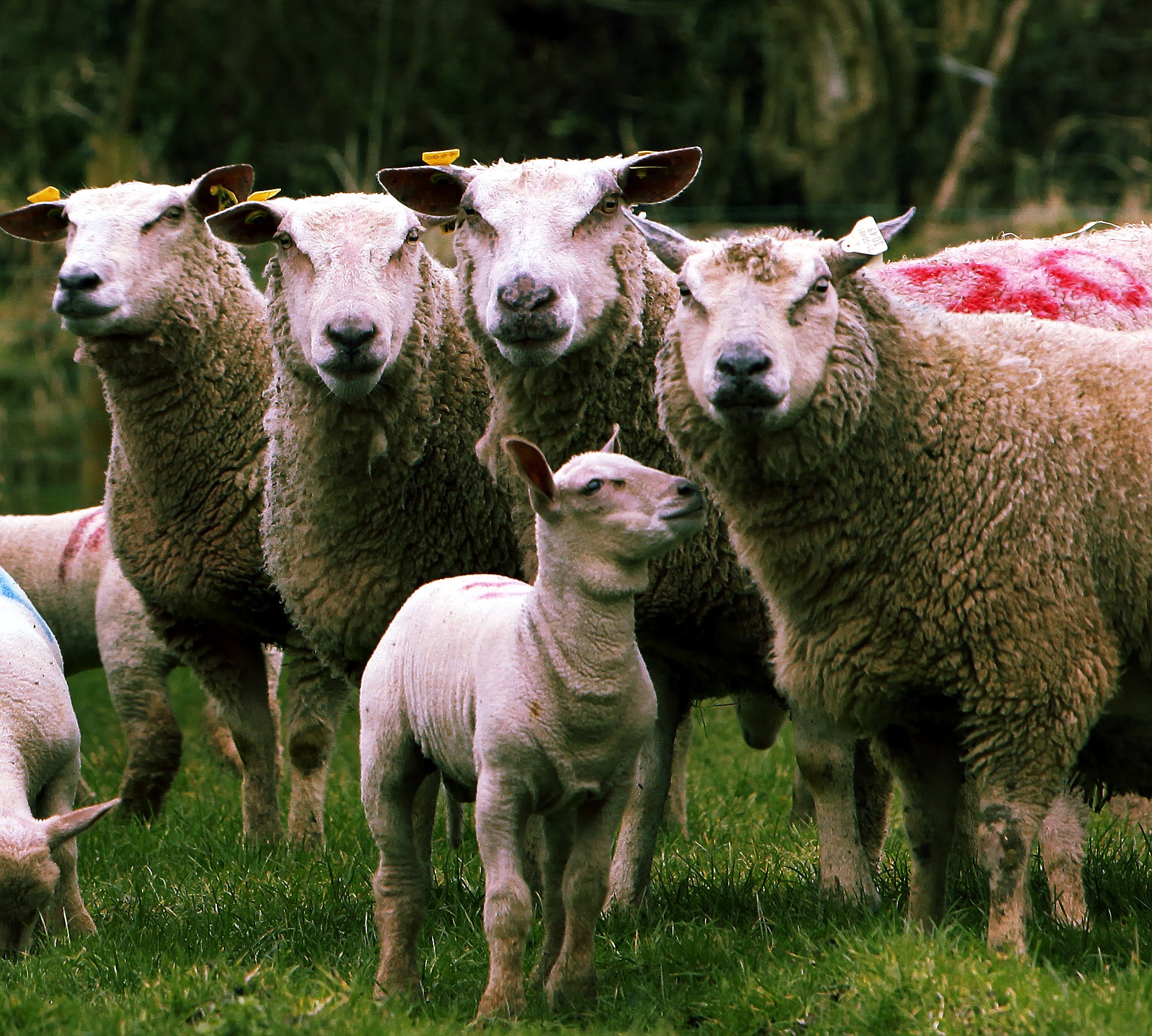 Strong Retail Trade for Lamb - IFA - Irish Farmers' Association