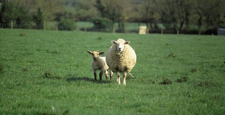 Ten Steps to Take if Your Sheep Are Attacked by Dogs - Irish Farmers ...