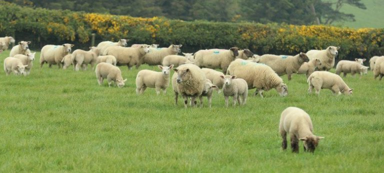 Home - Irish Farmers' Association