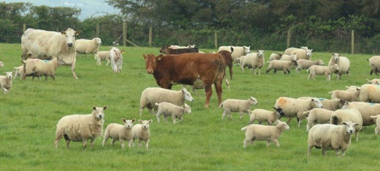 Home - Irish Farmers' Association