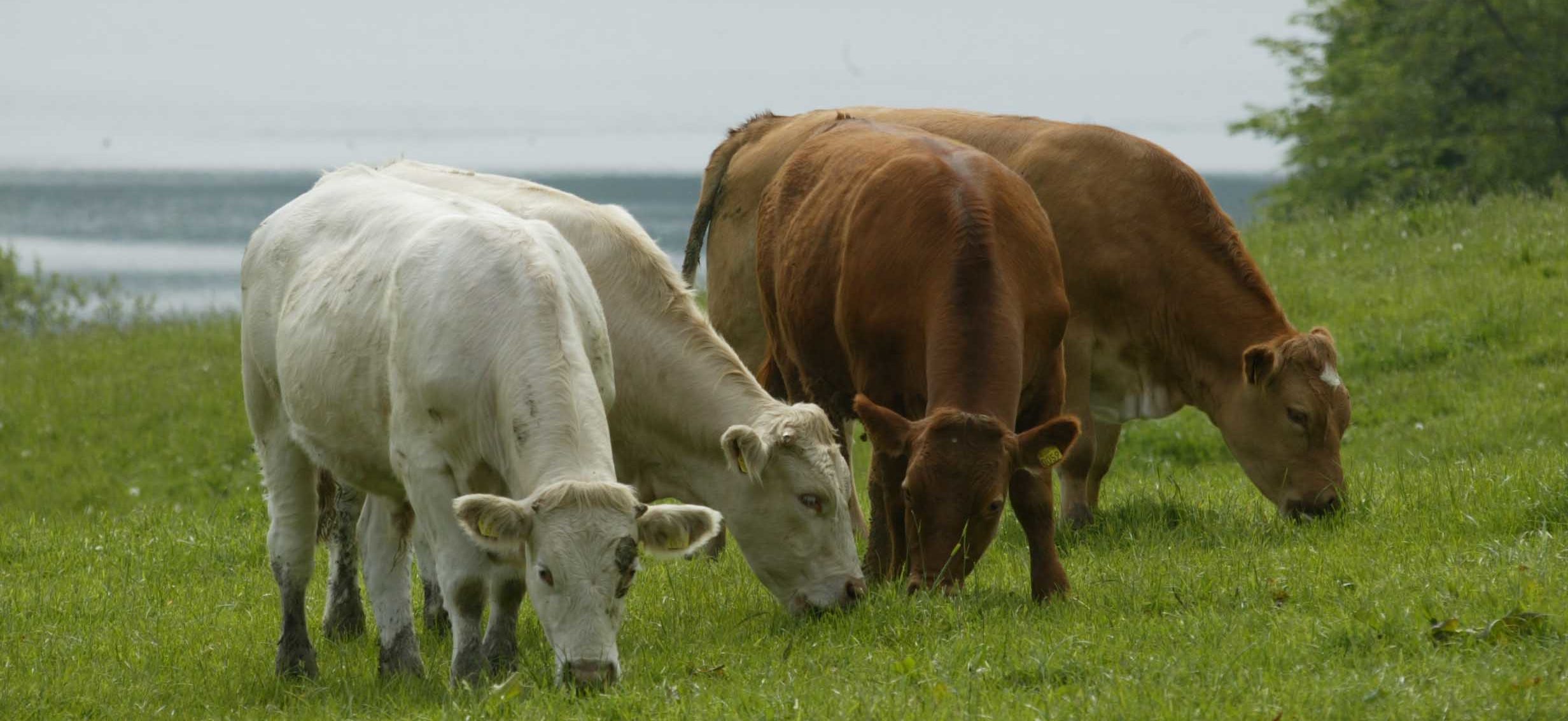 Capacity in the Market for Stronger Beef Prices - IFA - Irish Farmers ...