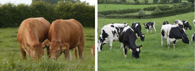 IFAC Report Identifies €150m Annual Cost of TB for Farmers - Irish ...