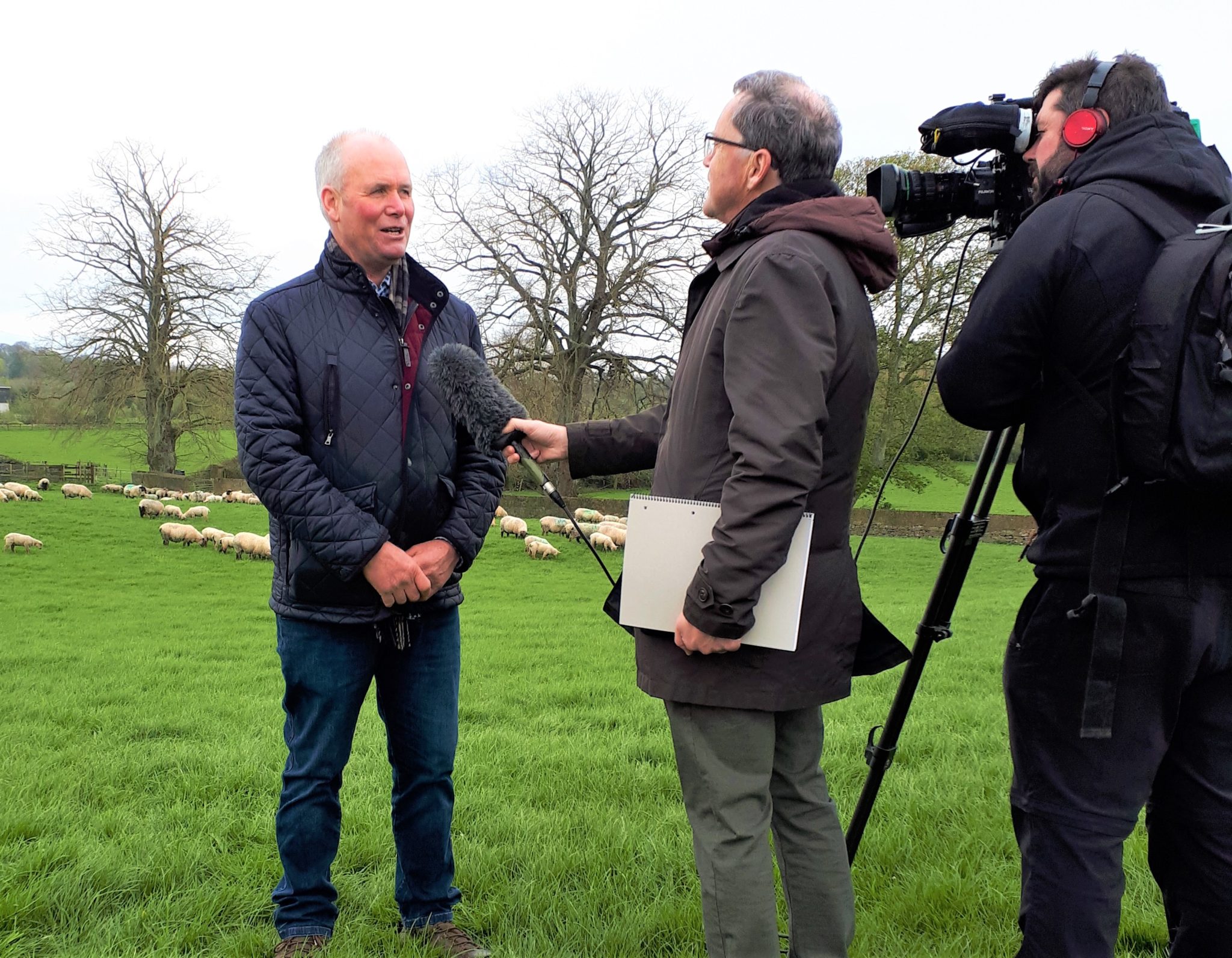 Strong Lamb Buying for Easter - Irish Farmers' Association
