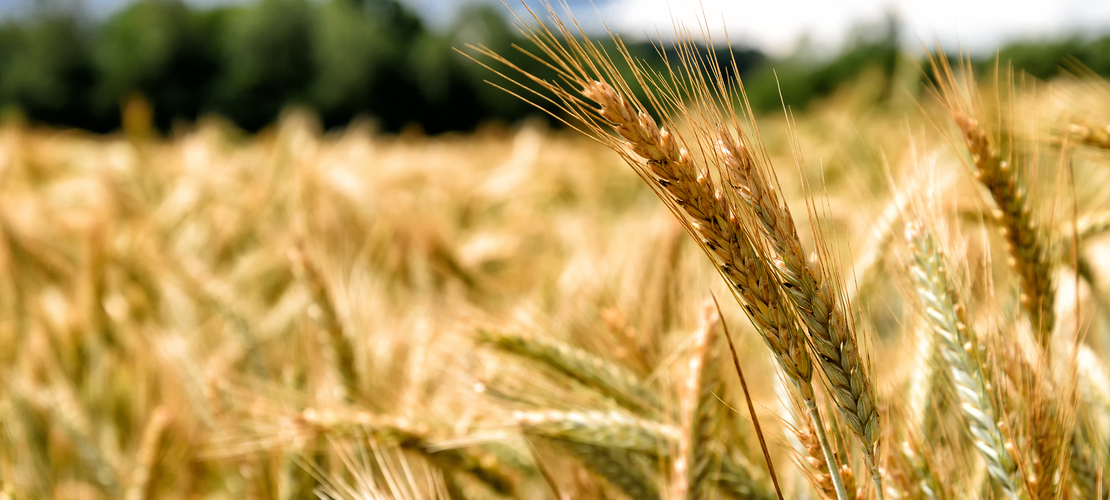Grain Council Report March 2021 - Irish Farmers' Association