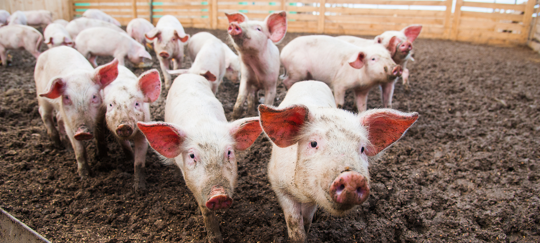Pigs Council Report December 2020 - Irish Farmers' Association