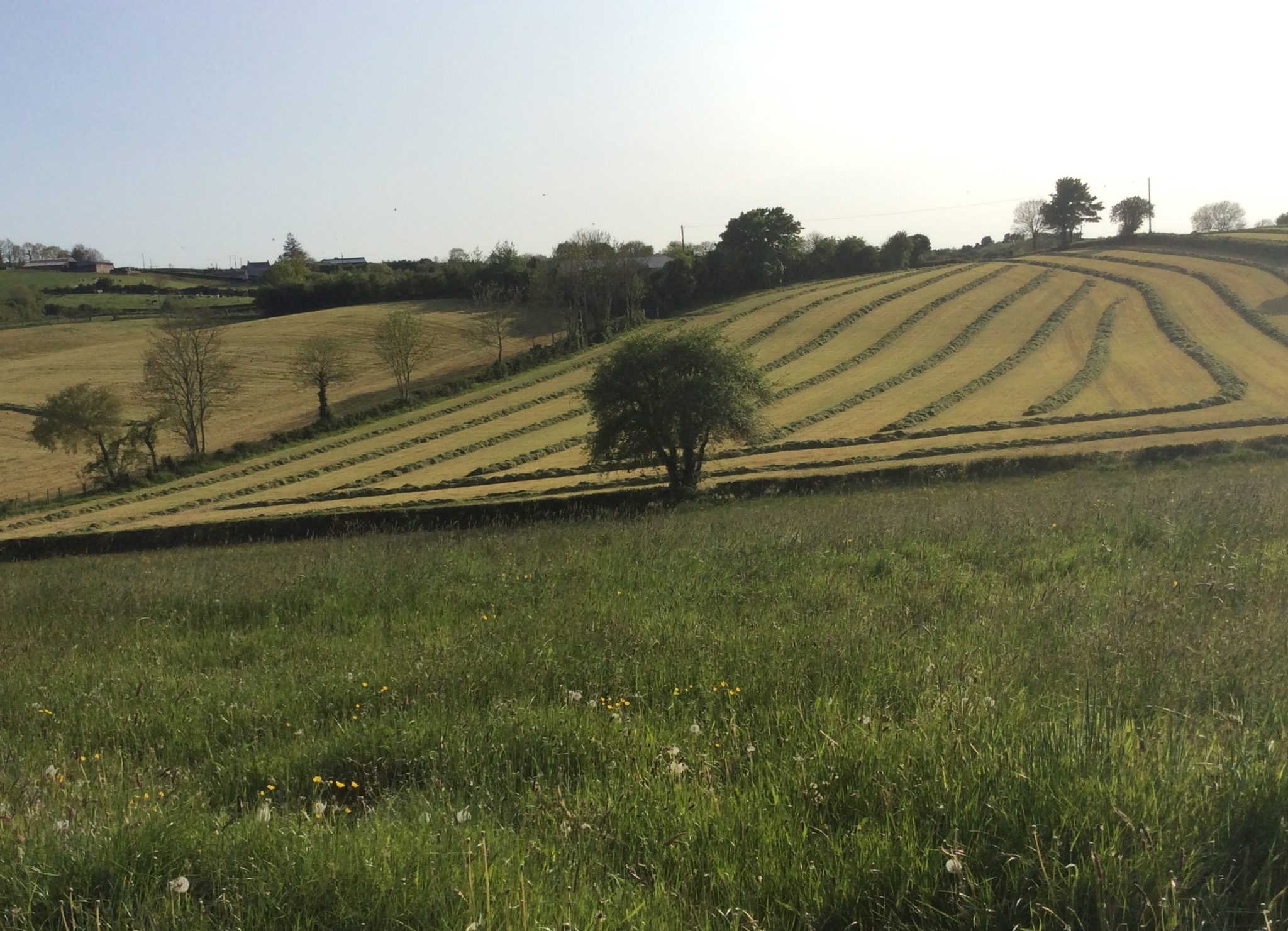 Crunch Time for Nitrates Review That Must Support Sustainable ...