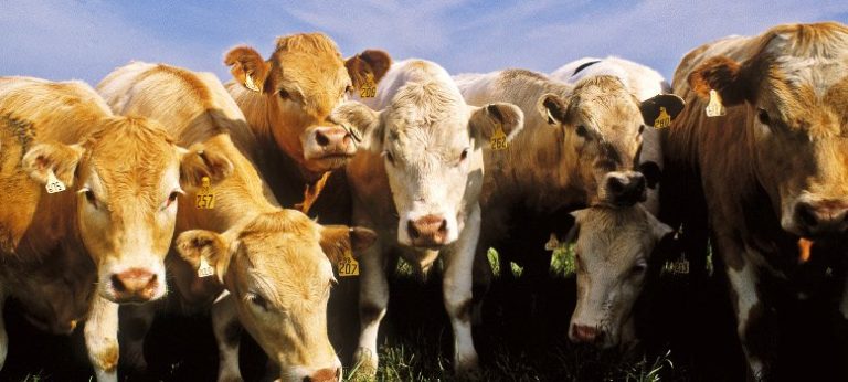 Home - Irish Farmers' Association