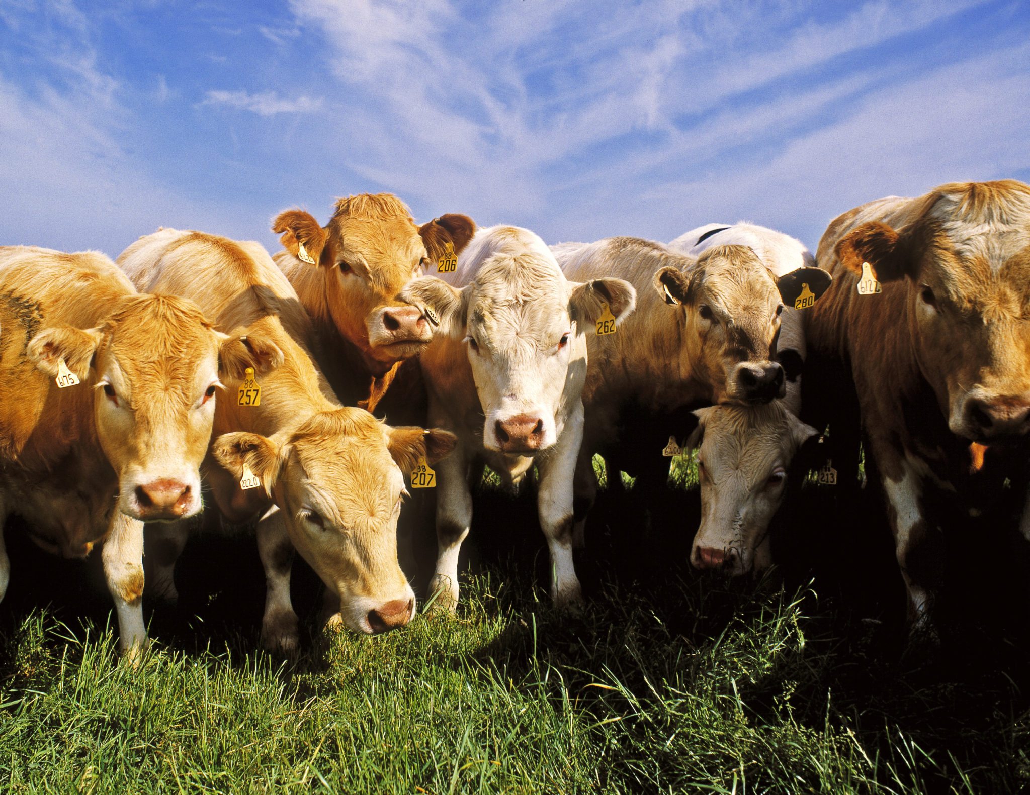 Capacity in Market Place for Stronger Beef Price - Irish Farmers ...