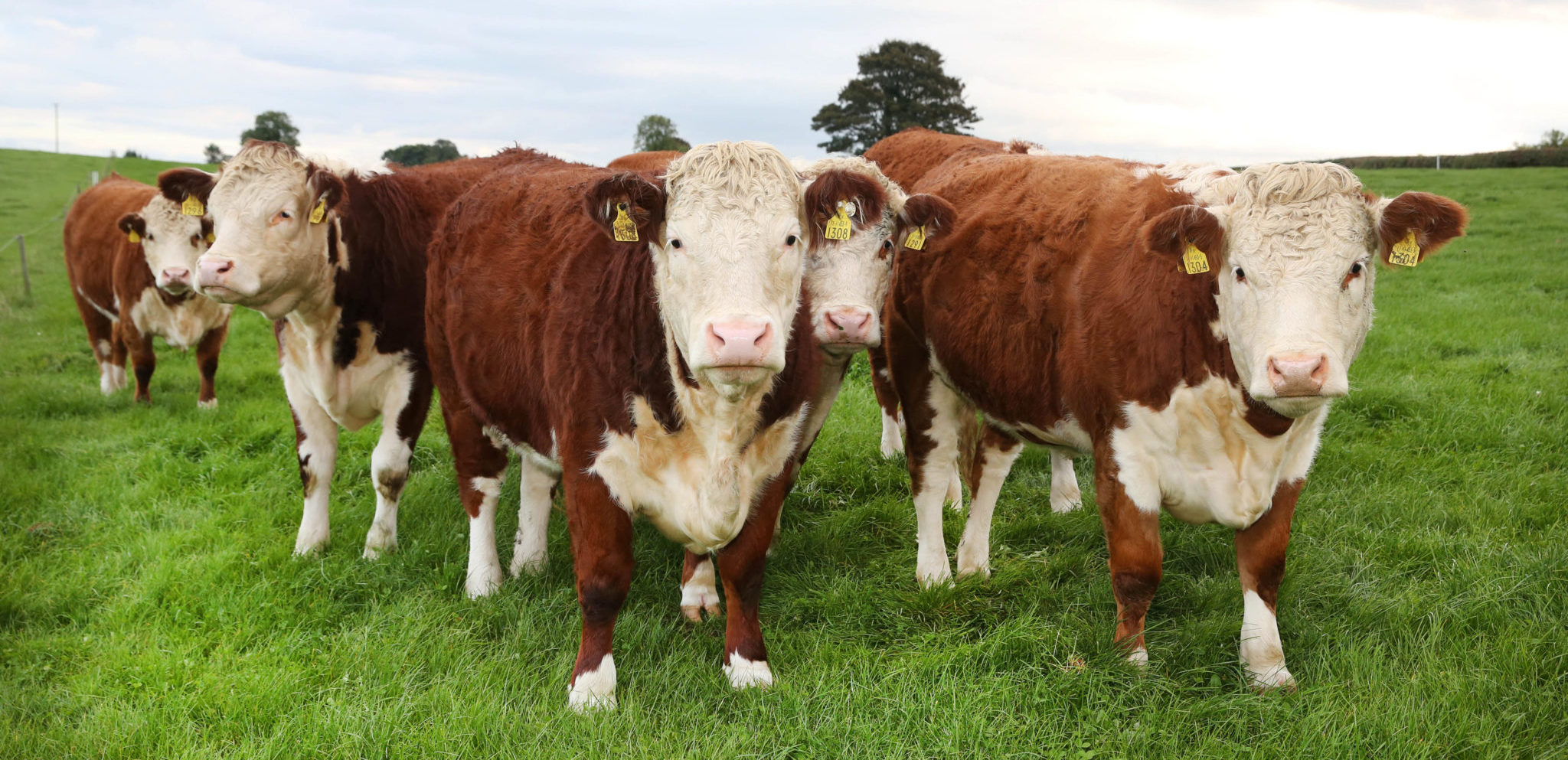 Improving the Sustainability of your Beef Farm: Lessons from Across ...
