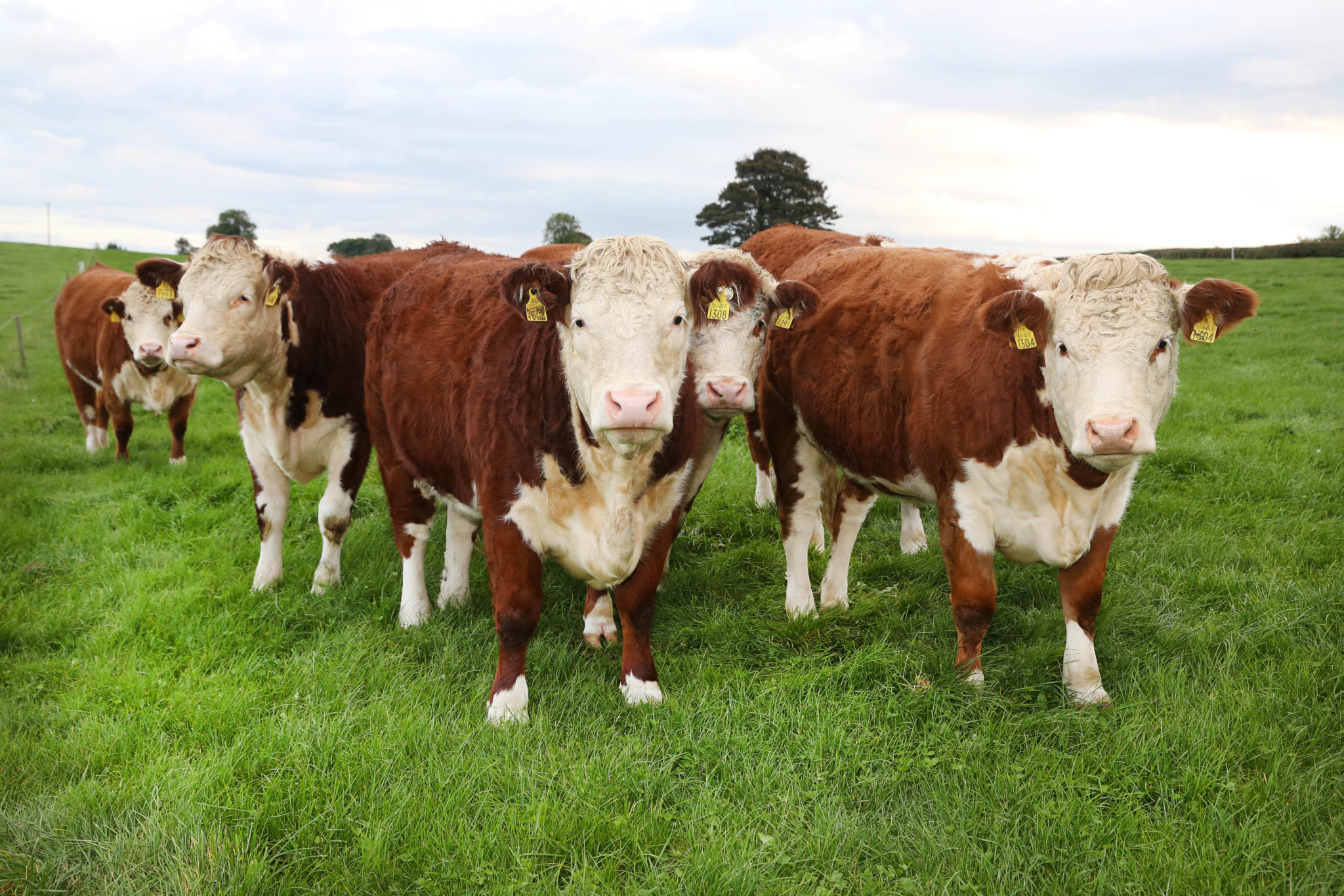 Home - Irish Farmers' Association