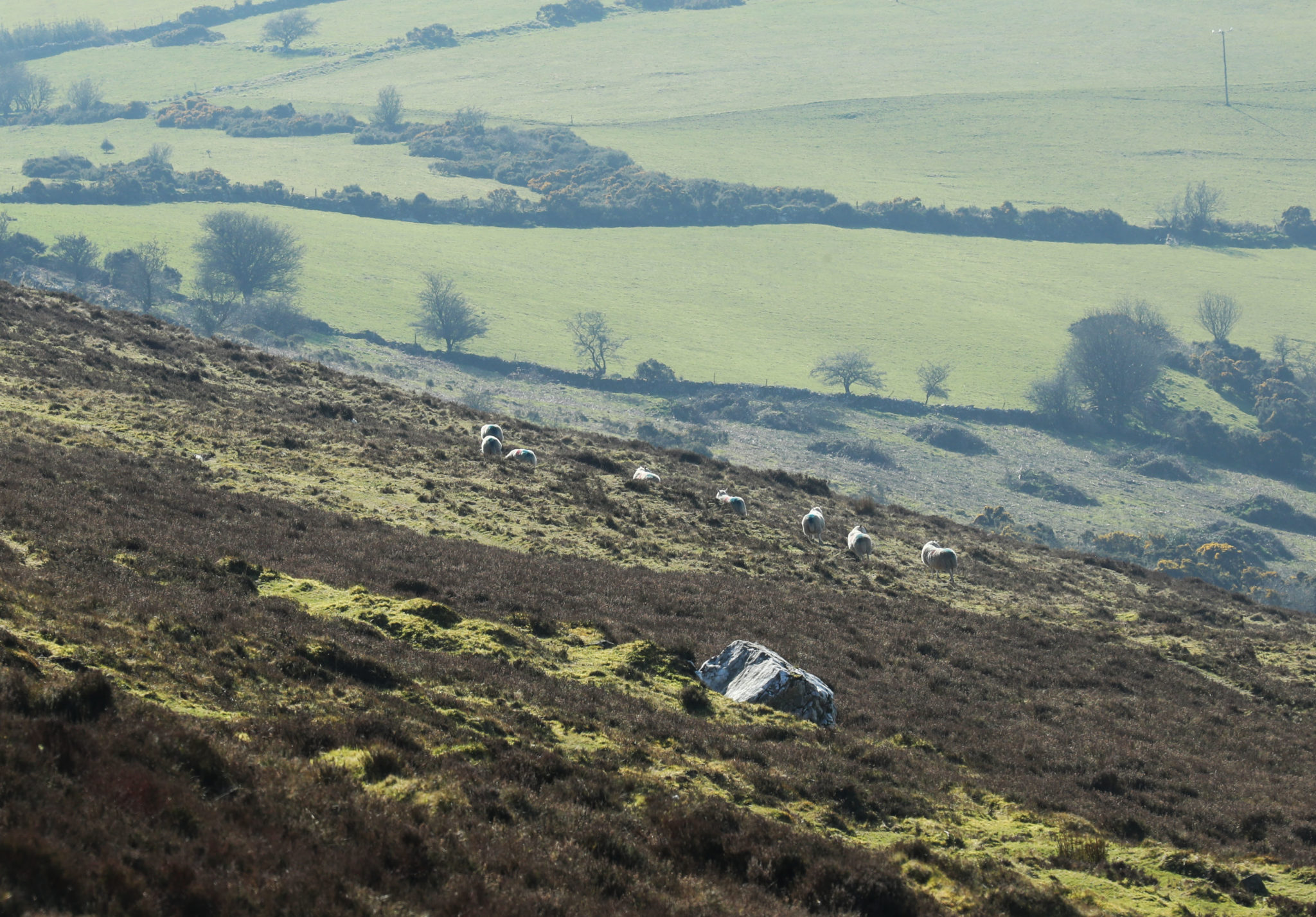 Bog Rewetting Information - Irish Farmers' Association