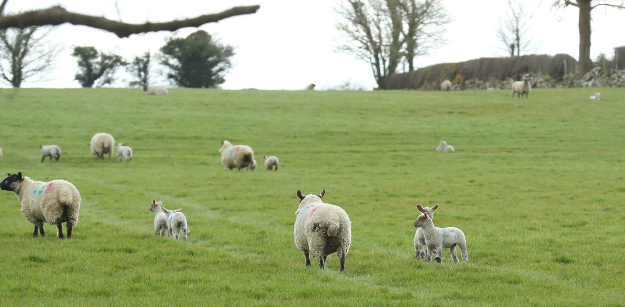 Sheep Council Report July 2025 - Irish Farmers' Association
