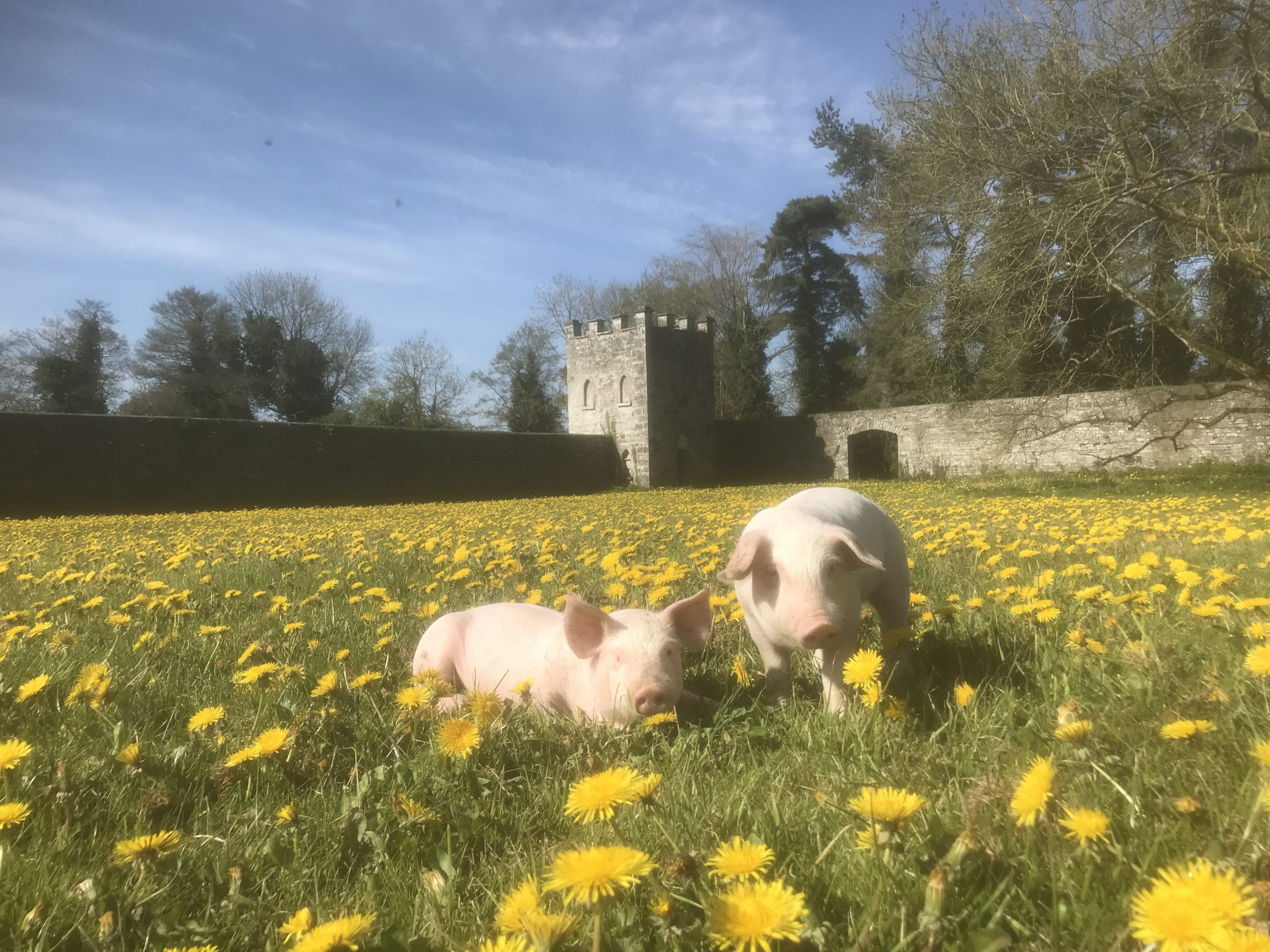 Pig Market Update 6th April - Irish Farmers' Association