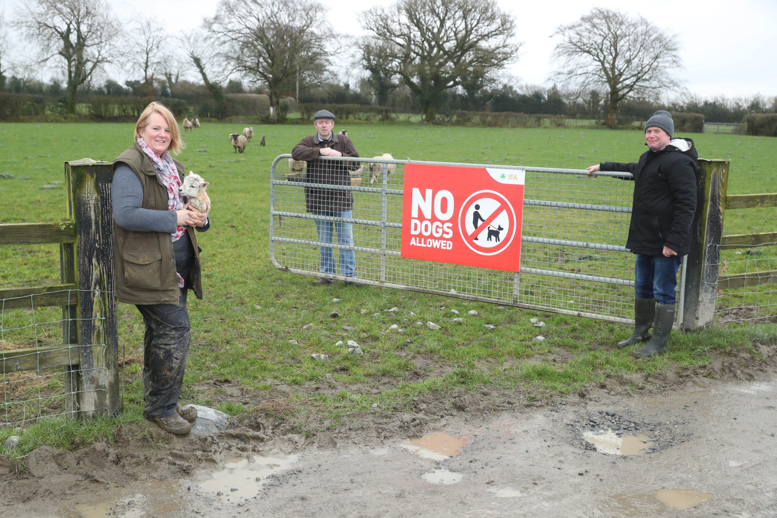 Sanctions Needed to Deal With Irresponsible Dog Owners - Irish Farmers ...