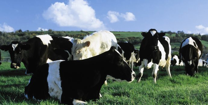 Home - Irish Farmers' Association