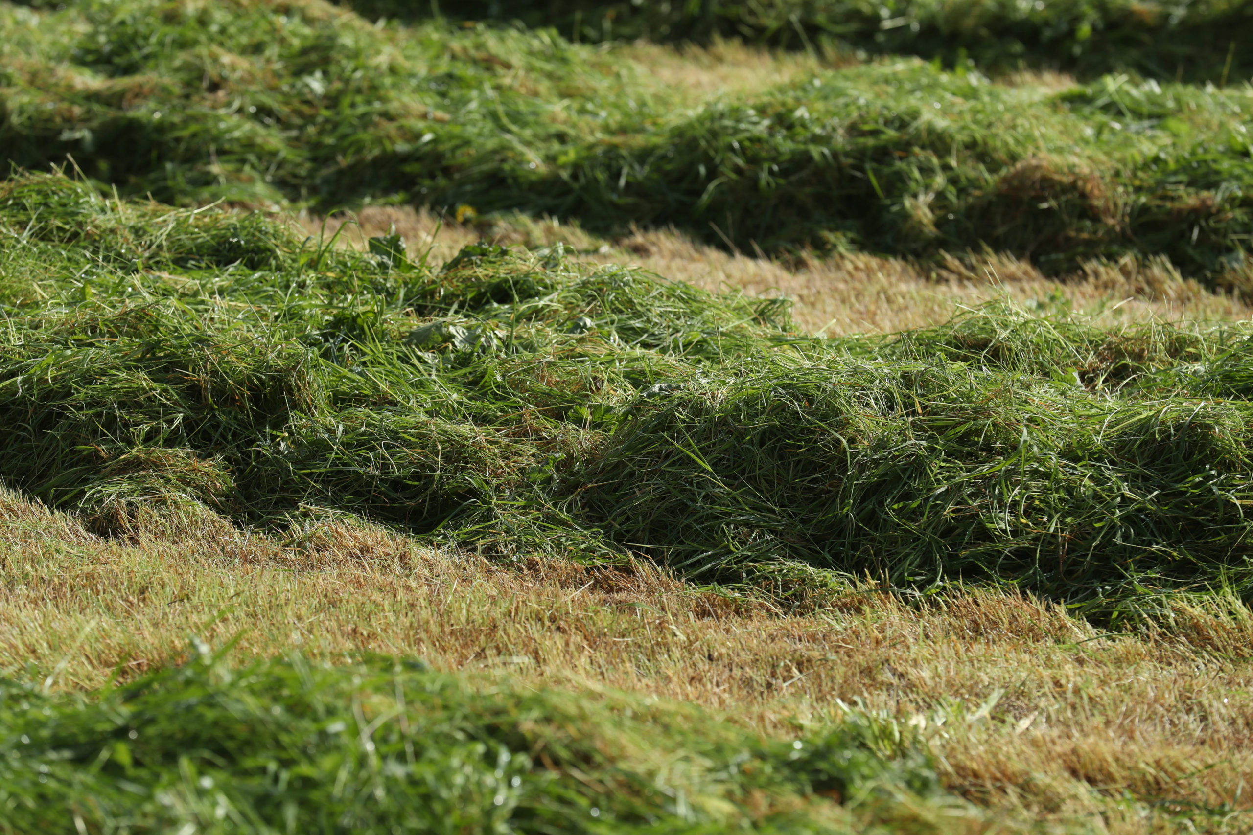 Exclusion of Hill Farmers from Fodder Scheme Unacceptable - Irish ...