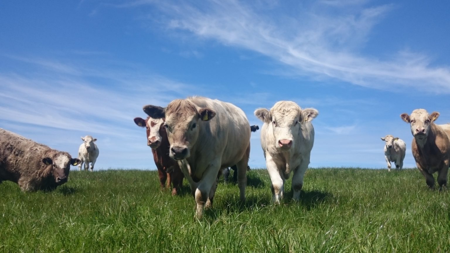 Weekly Cattle Prices 14th January - Irish Farmers' Association