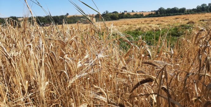 Home - Irish Farmers' Association