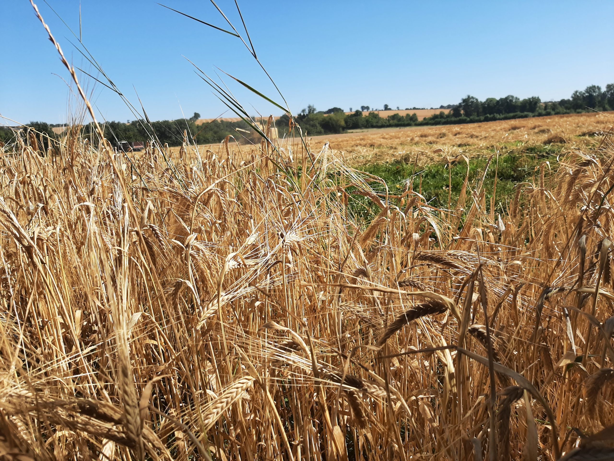 Malting Barley Update - IFA - Irish Farmers' Association