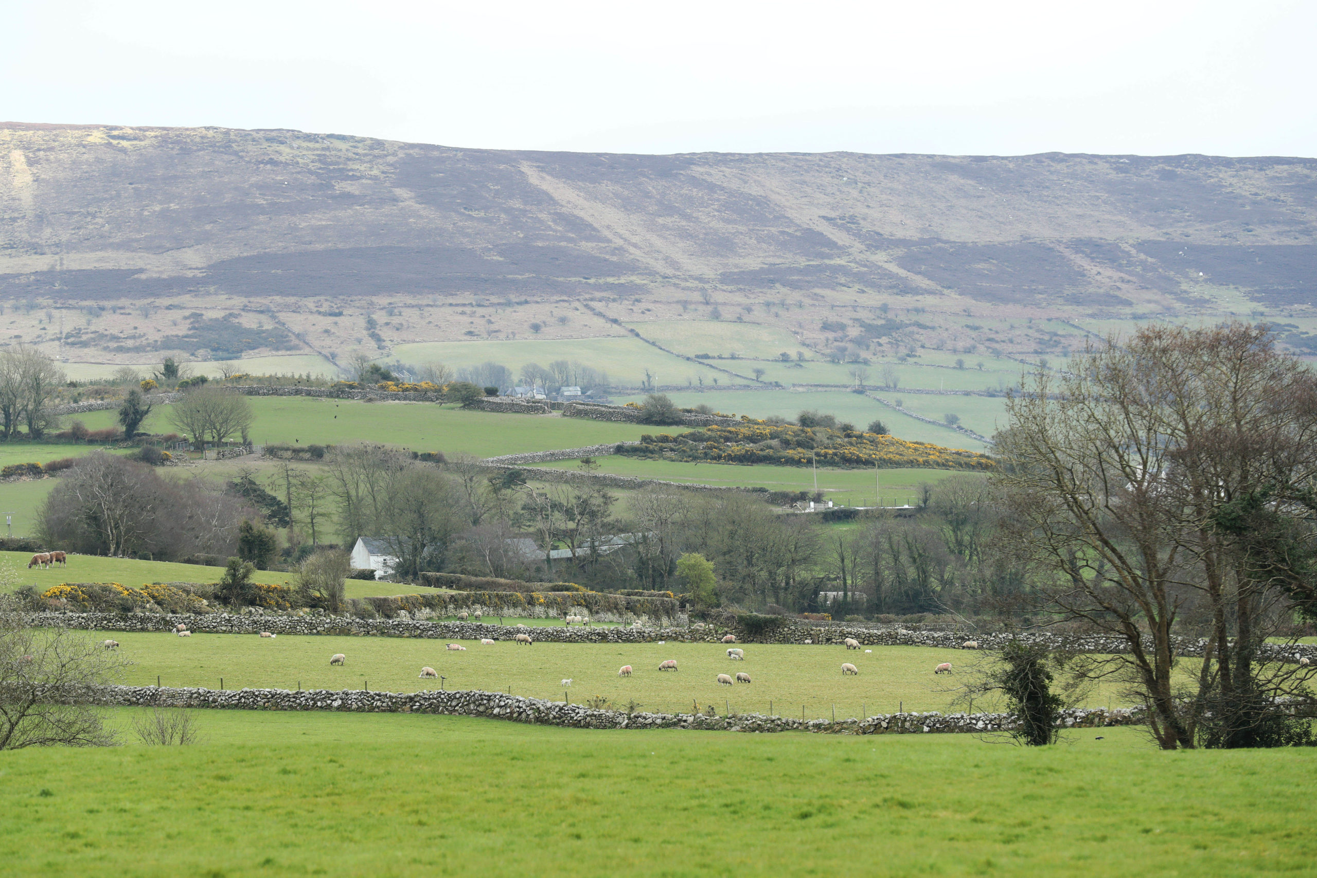 Changes to ACRES Scheme a Practical Step - IFA - Irish Farmers' Association