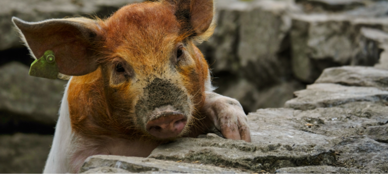 Pig Council Report November 2024 - Irish Farmers' Association