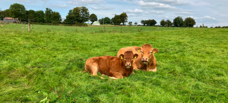 Minister Must Provide €300 Per Cow in Next Week's Budget - Irish ...