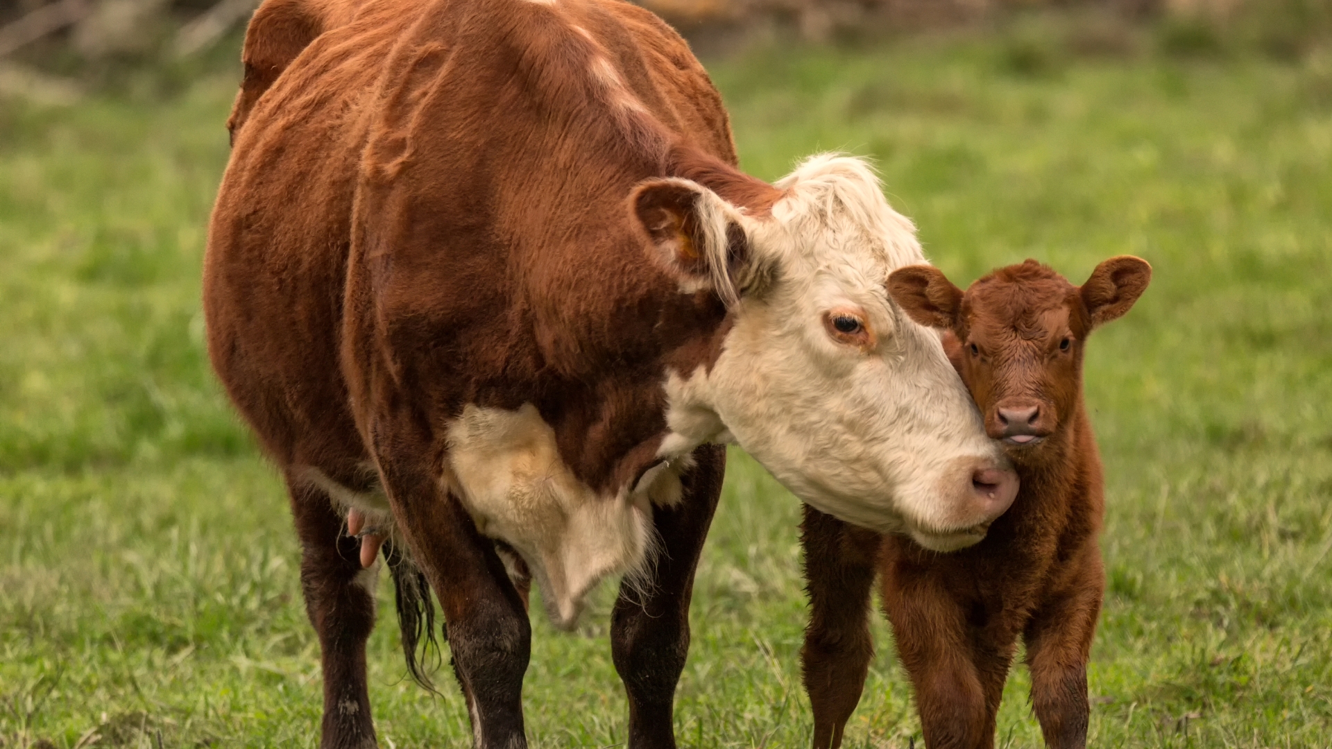 Minister Must Urgently Address TB Reactor Compensation Ceilings - IFA - Irish Farmers' Association