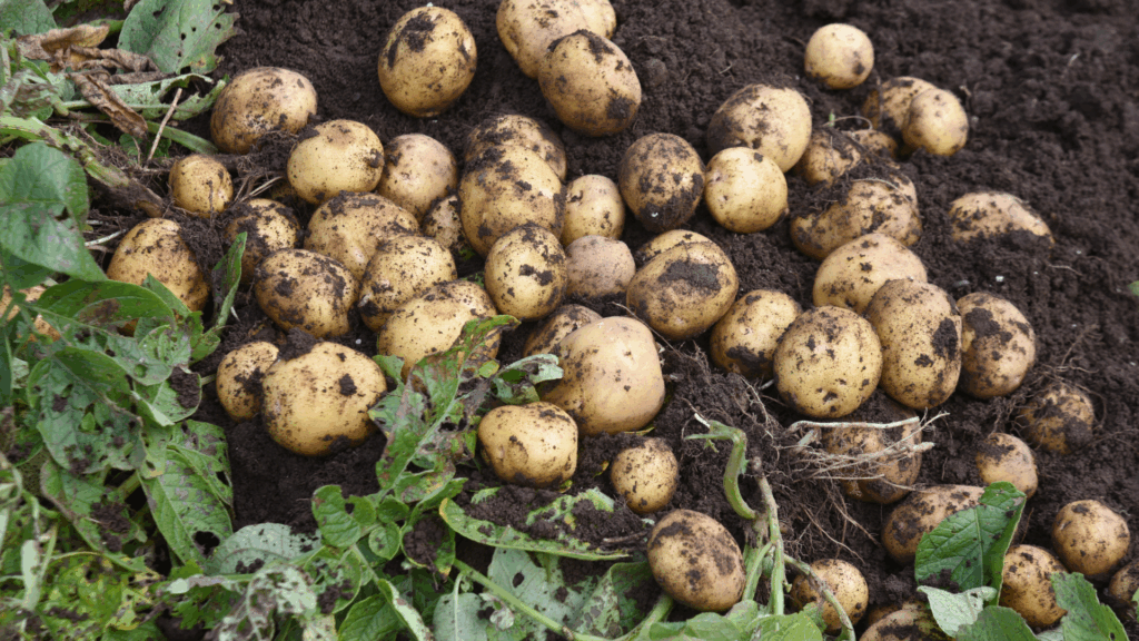 It’s National Potato Day – Support Irish Growers - Irish Farmers ...