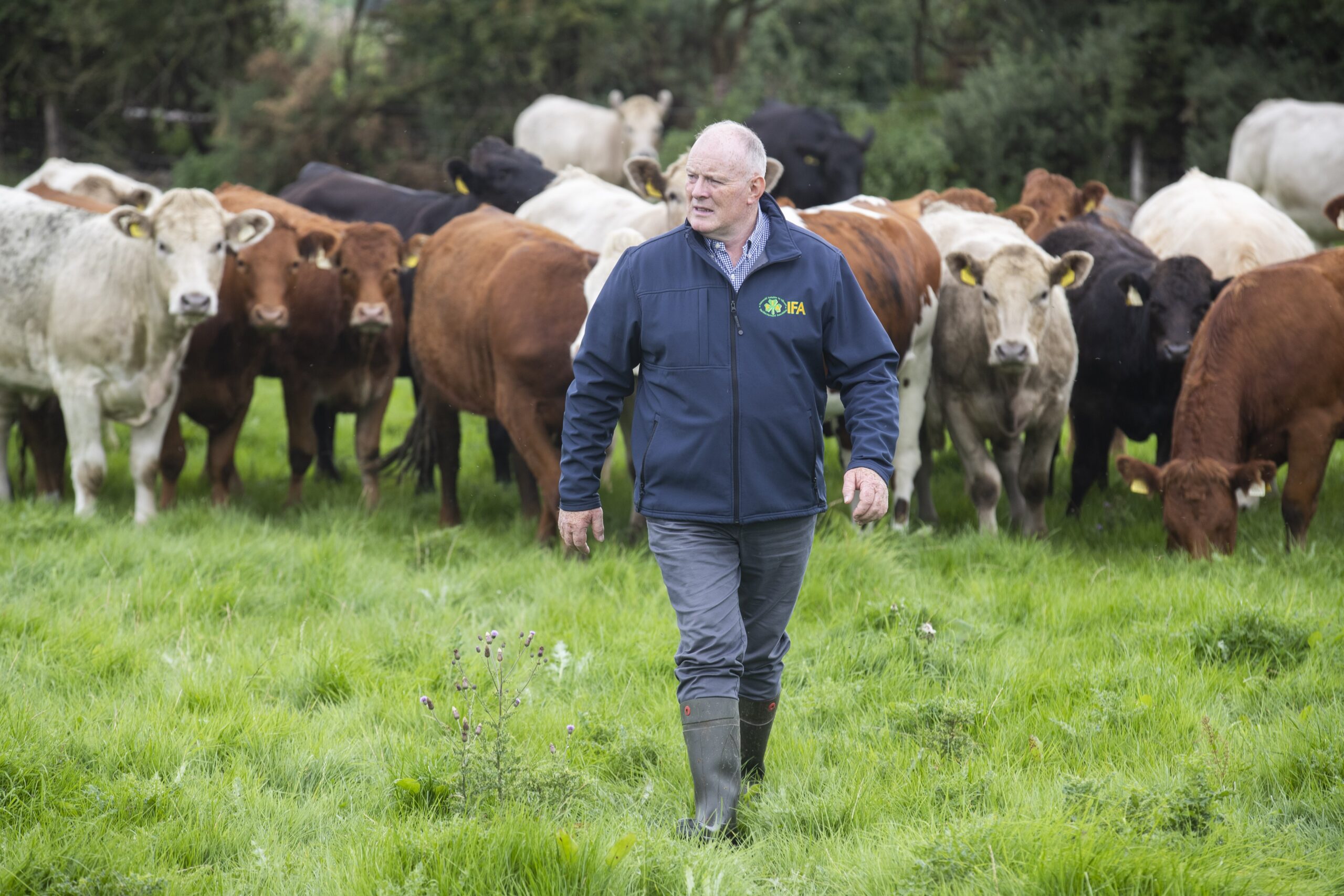 Statement from IFA President and Bord Bia Director Francie Gorman ...